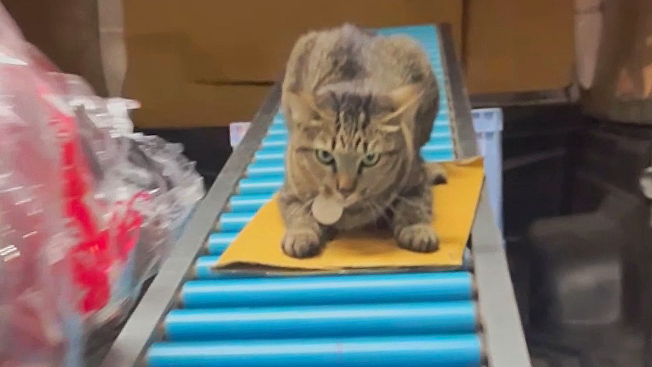 Elle fait glisser son chat sur un convoyeur à rouleaux