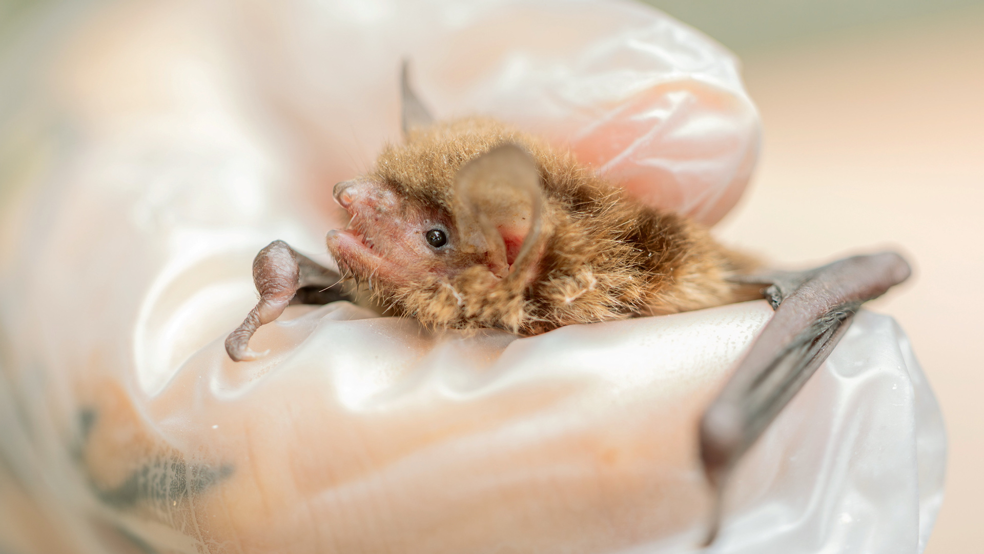 Bat saved after being hooked by fisherman in freak accident