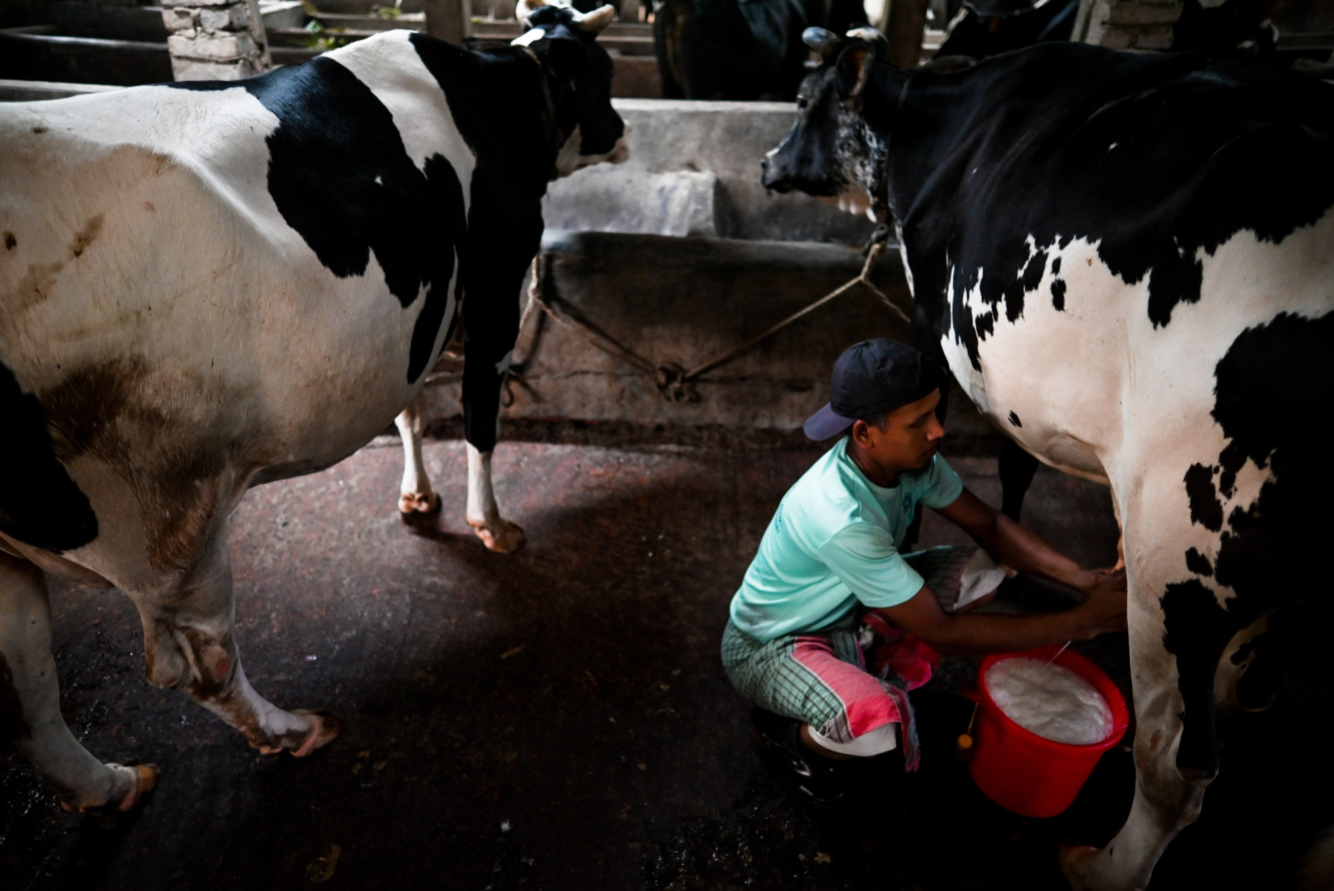 Miten maidosta tuli ruokavaliomme peruselintarvike?