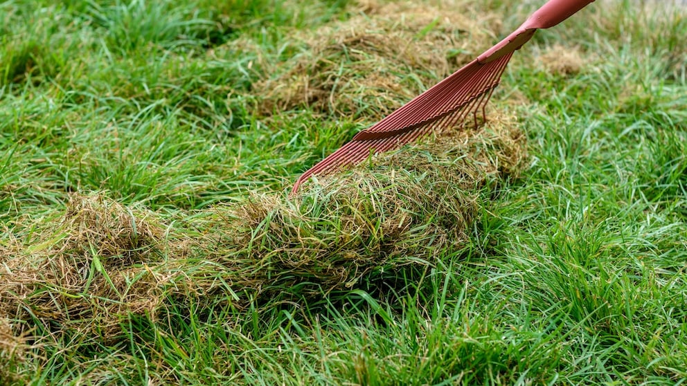 The best tips against lawn thatch in the garden