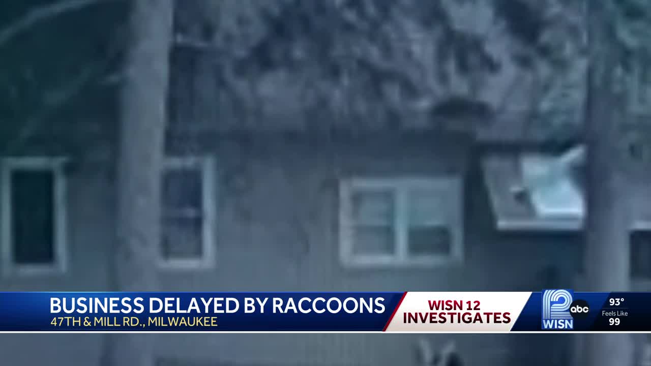 Raccoons, squirrels force delay of Milwaukee business opening