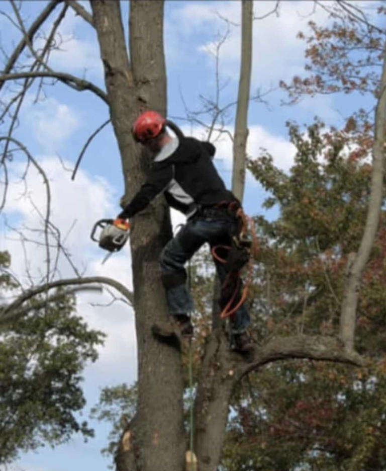 Tree Trimmer Crushed After 30-Foot Fall On Long Island Job, Police Say