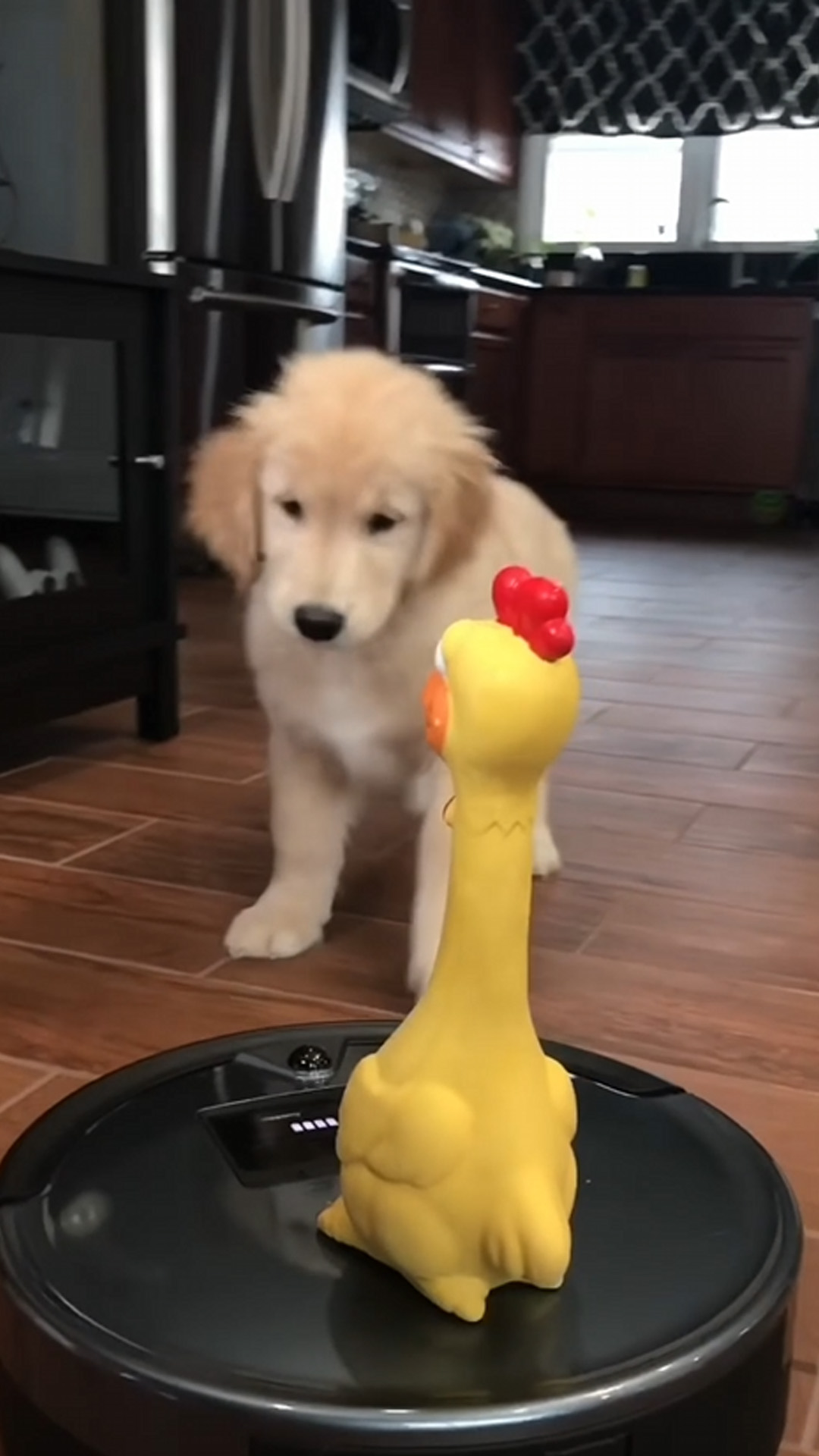 Funny Golden Retriever Reacts to Robotic Vacuum – Tucker vs. The Machine!