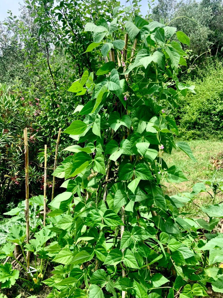 Fagiolo: il rampicante inedito