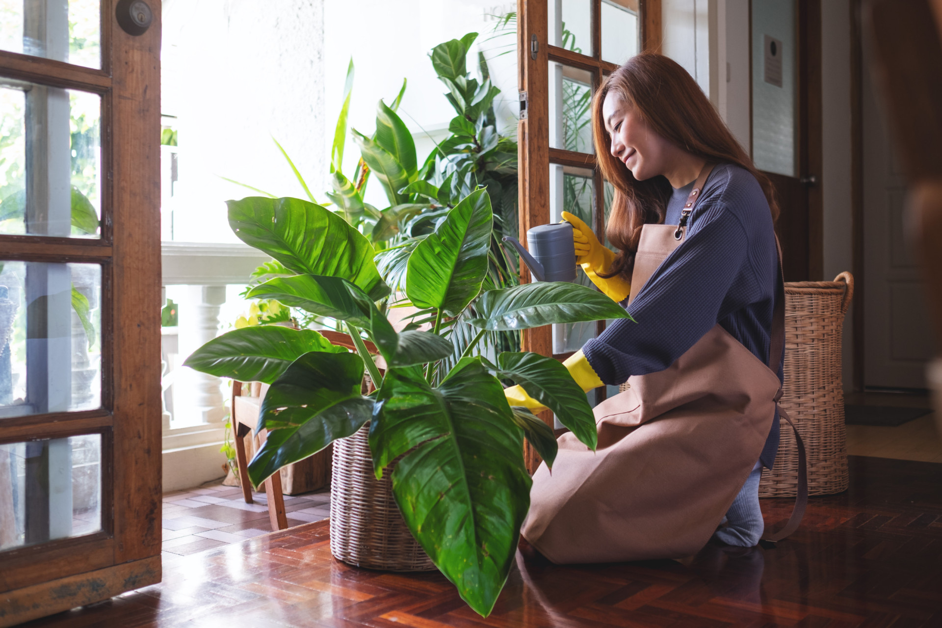 The best indoor trees to grow in your home
