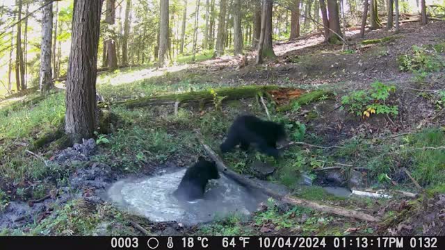 Adorable moment bear cubs caught on video playing childhood favourite game