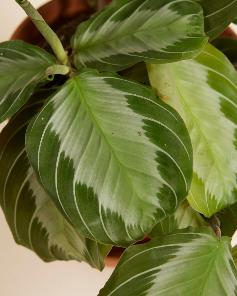 Calathea Band: la variedad con diseño único para transformar tu hogar