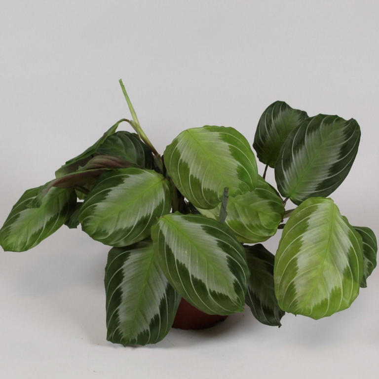 Calathea Band: la variedad con diseño único para transformar tu hogar