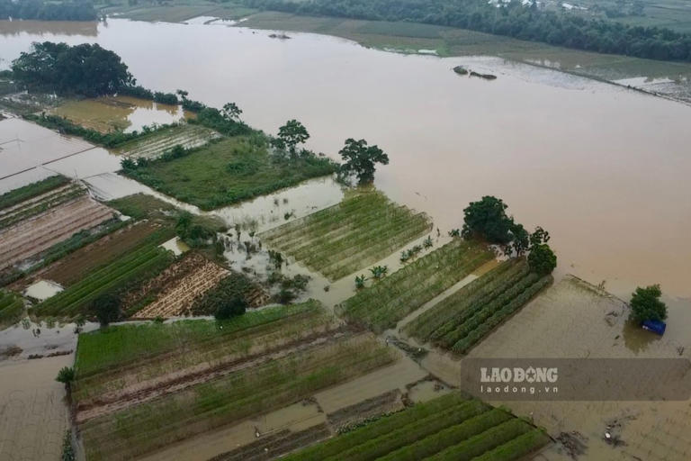 Vựa rau lớn bậc nhất ở Thái Nguyên tan hoang sau trận lũ kéo dài