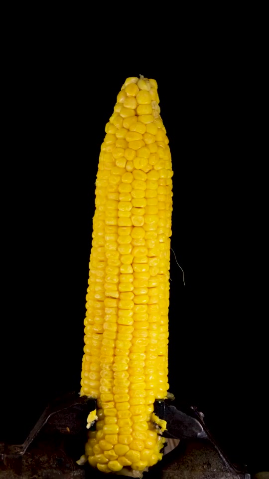 Corn Texture and Sound Focus