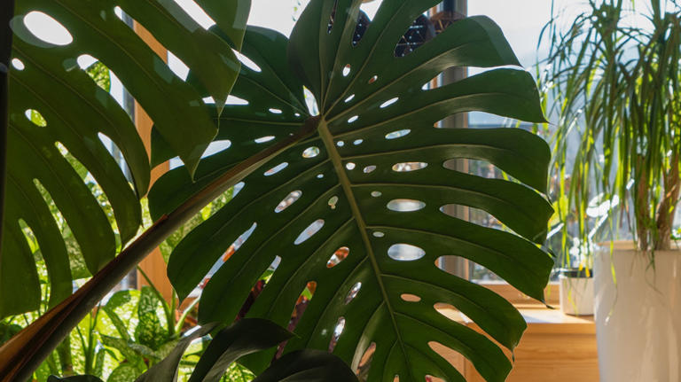 Why Your Monstera Leaves Don't Have Splits