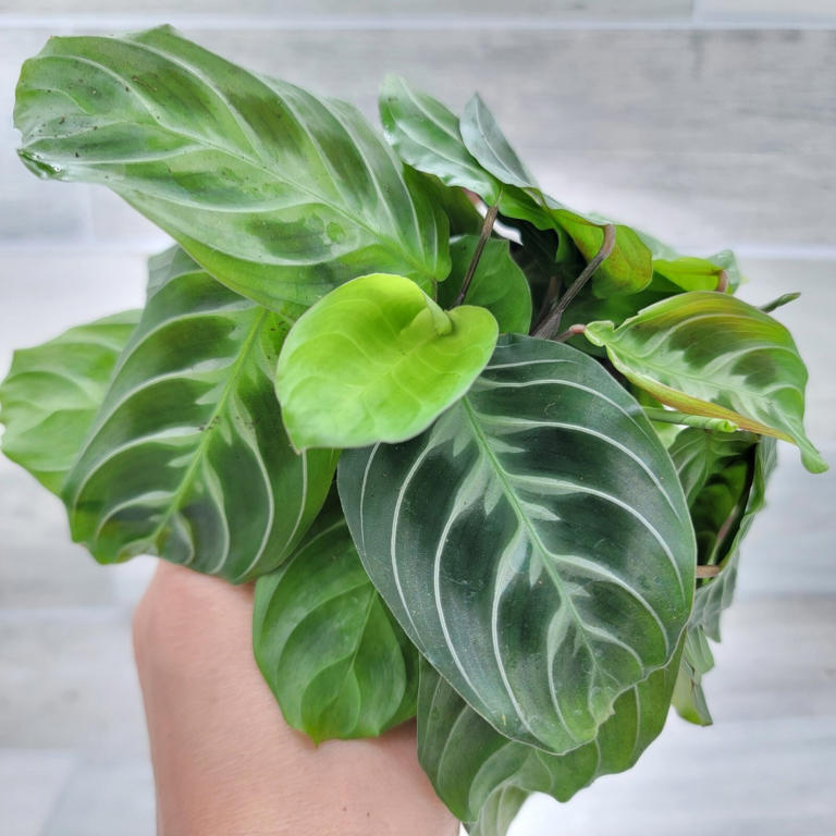 Calathea Band: la variedad con diseño único para transformar tu hogar