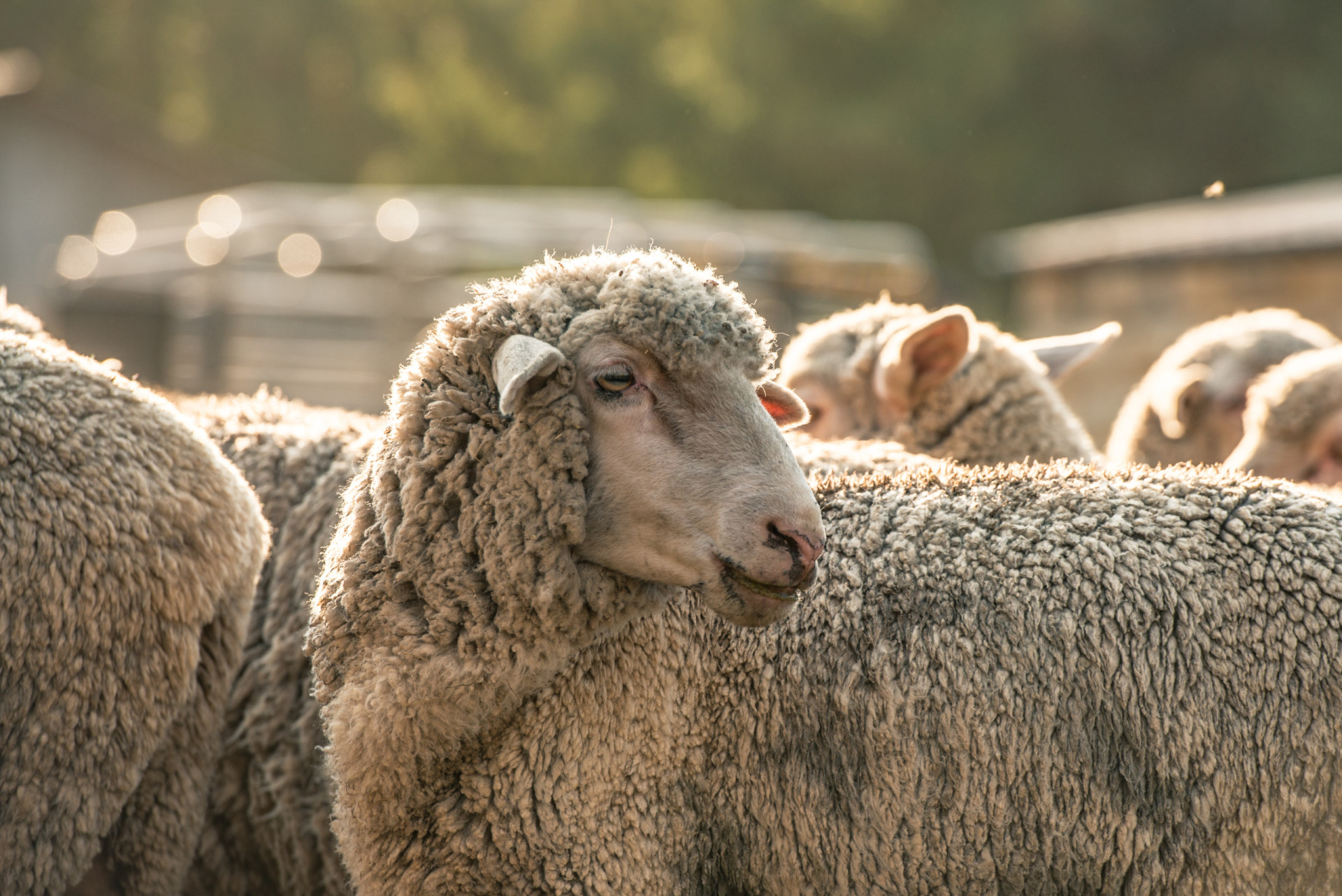 The world's most beloved sheep breeds