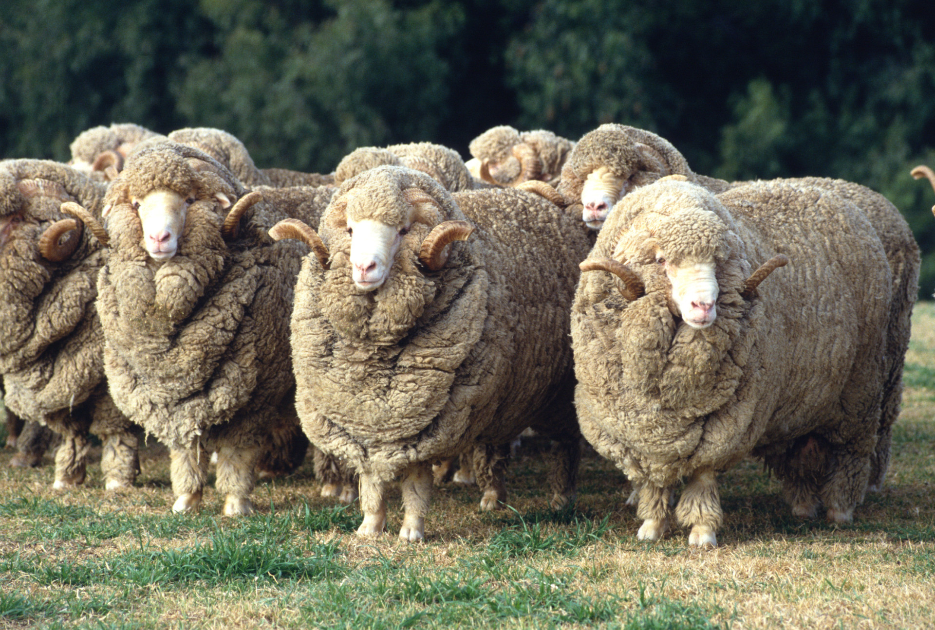 The world's most beloved sheep breeds