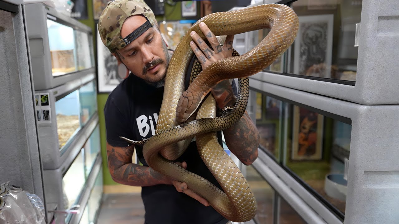 King Cobra Rusty Injury Update – How’s He Healing?