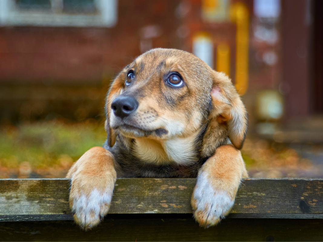 This Is Why Your Dog’s Eyes Look Sad—Even When They’re Not
