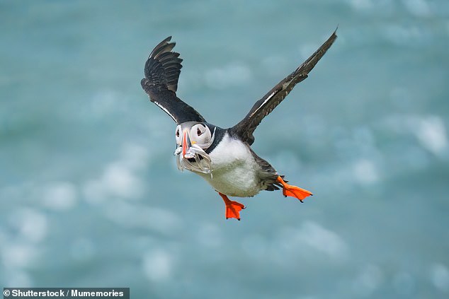 More than 500 bird species face EXTINCTION in the next 100 years due to ...