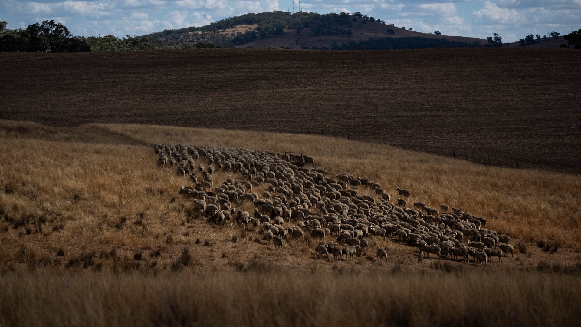 Sorghum at The Plantation, a farm in Premer, New South Wales