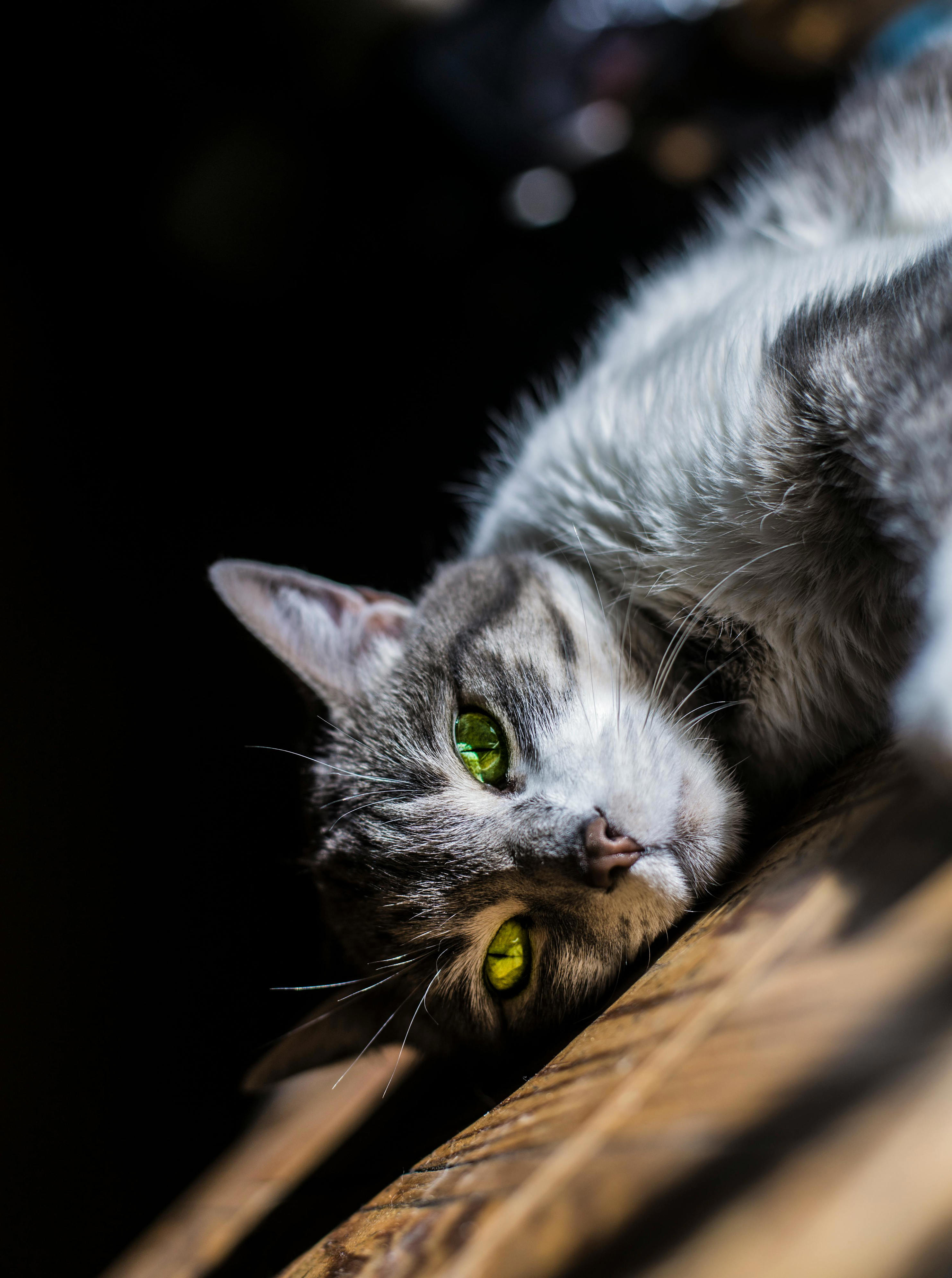 Cutest cat breeds that are also great companions