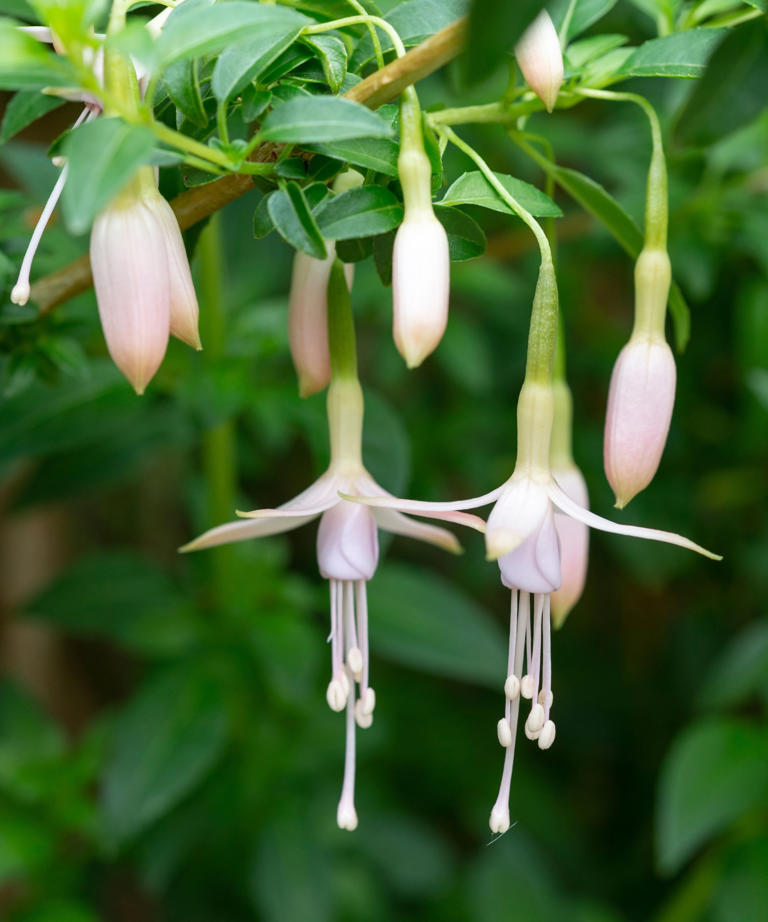 How to deadhead fuchsias – for a truly showstopping summer display of ...