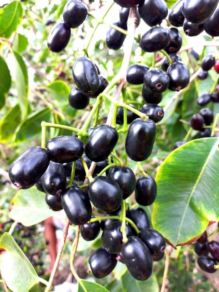 5 powerful health benefits of eating Jamun