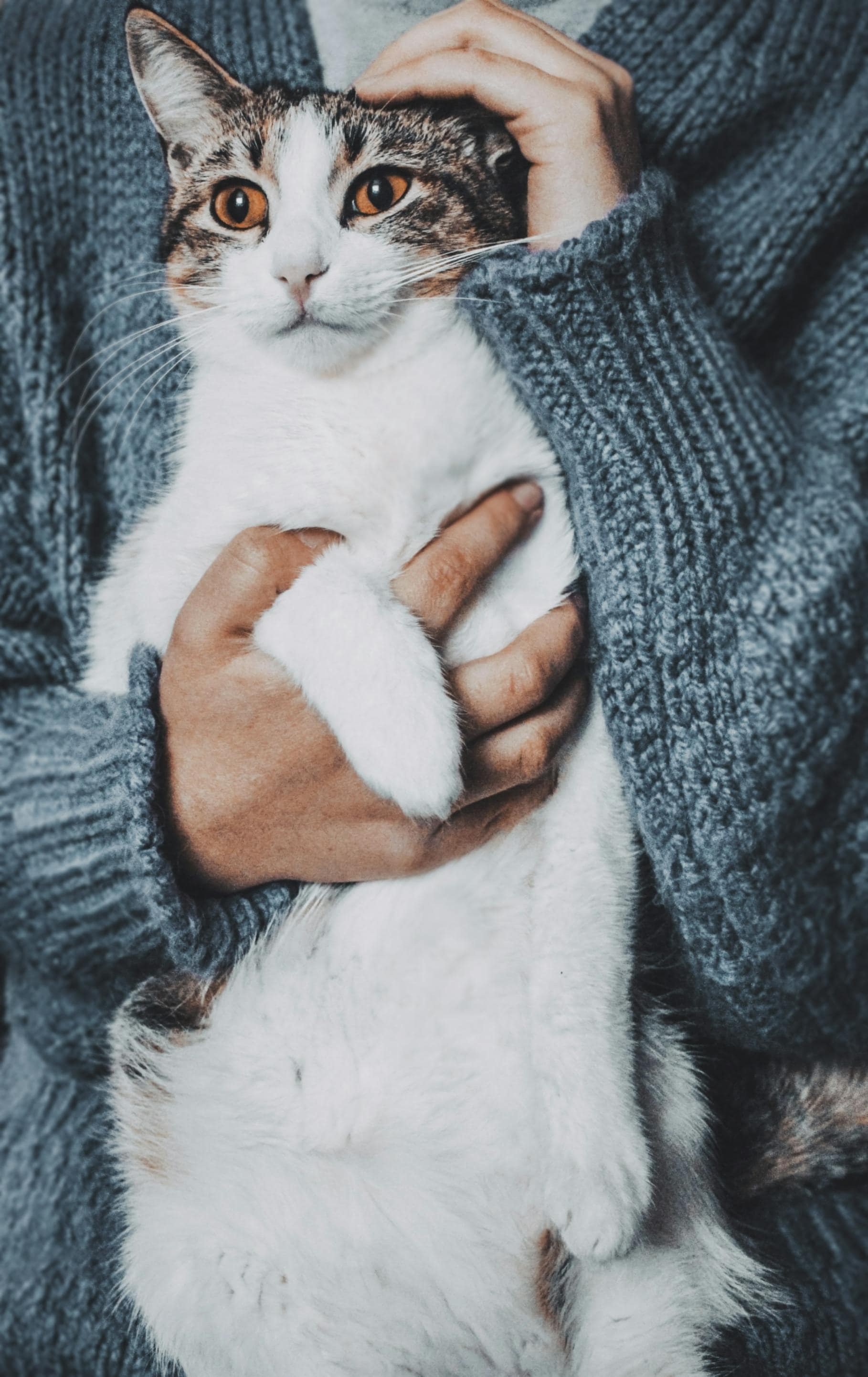 Cutest cat breeds that are also great companions