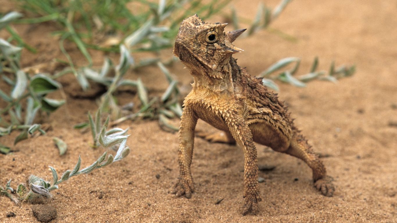 Texas is getting a new horned lizard license plate, with your help