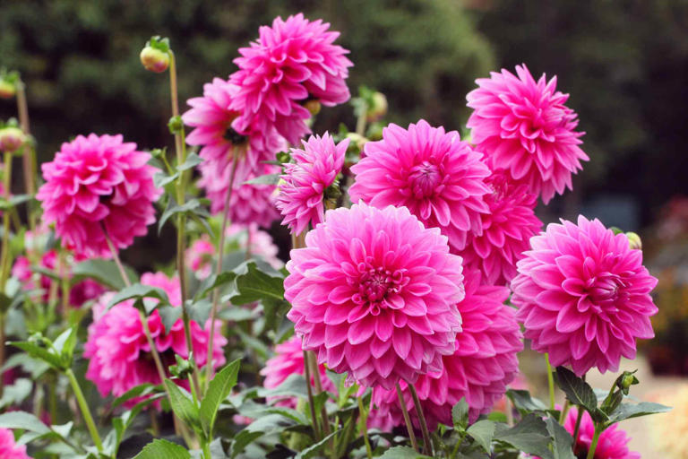 Want Longer-Lasting Flowers All Season? This Is What Gardeners Actually Use