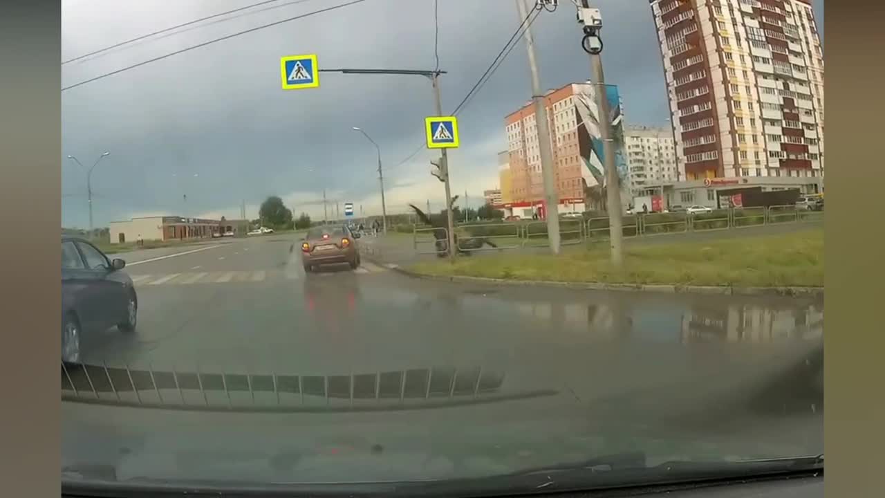 Horse struck by car while galloping over zebra crossing