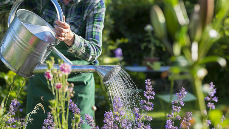 Gardening expert warns of common watering mistake that’s killing your ...