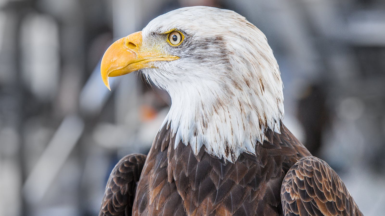 13 Animals You’re Not Allowed to Hunt in the U.S