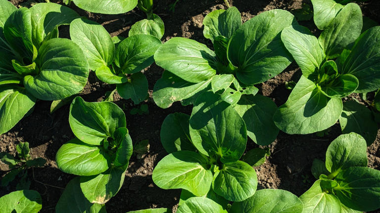 5 Veggies That Will Thrive In Your Shade Garden