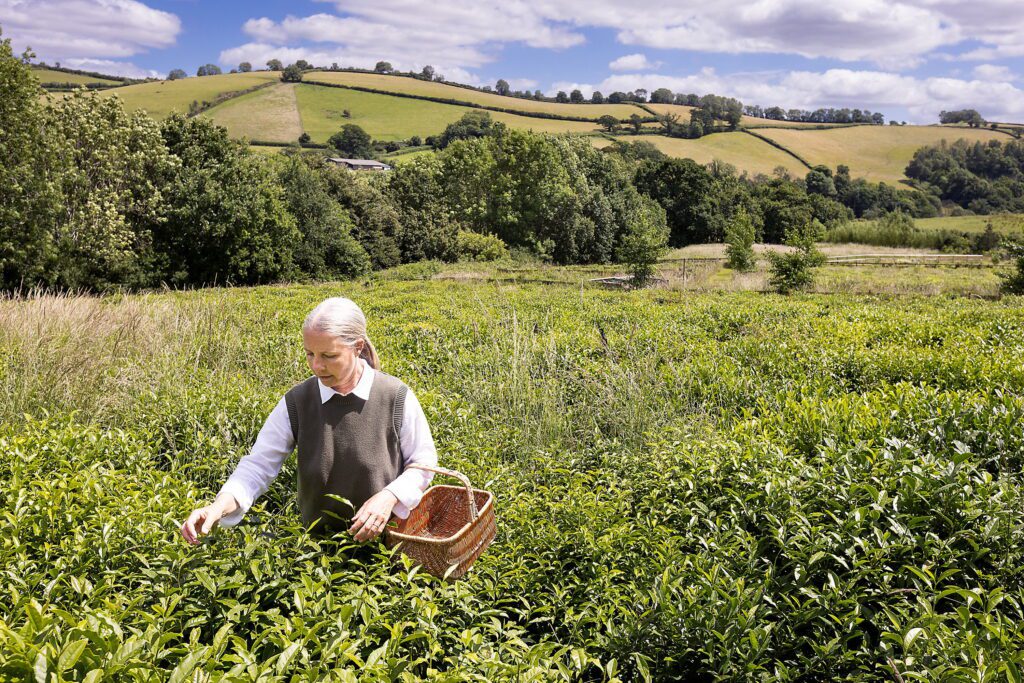 Scientists are testing whether tea can be grown in space