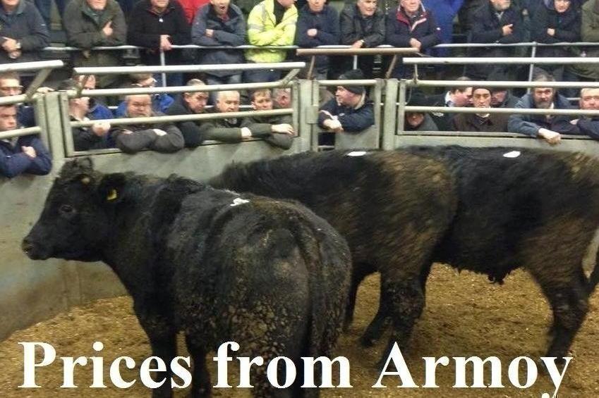 Excellent trade for cattle at Armoy Mart, breeding cattle to £3,110