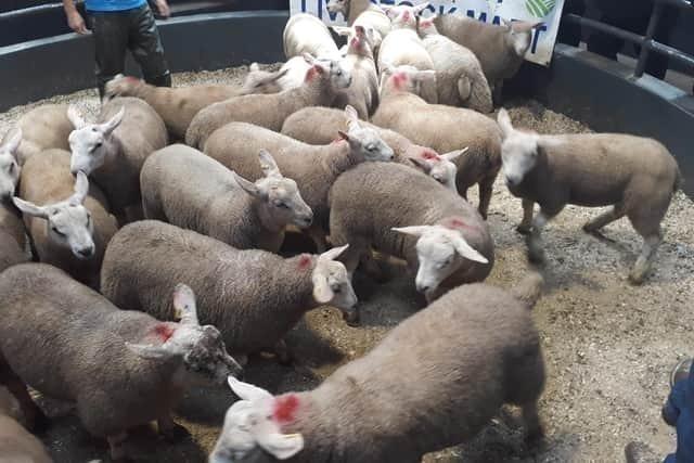 Heifers selling to a top of £2640 per head for at Swatragh Mart