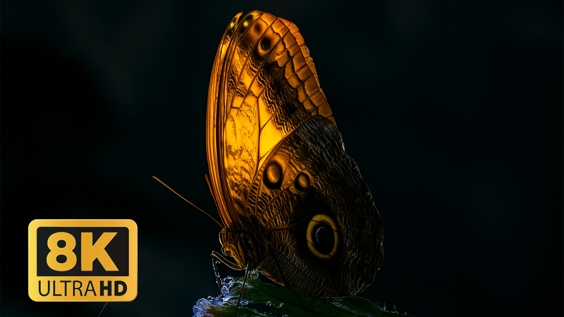 Demo OLED Inmersiva en 12K HDR | Experiencia de Viaje ULTRA HD con ...