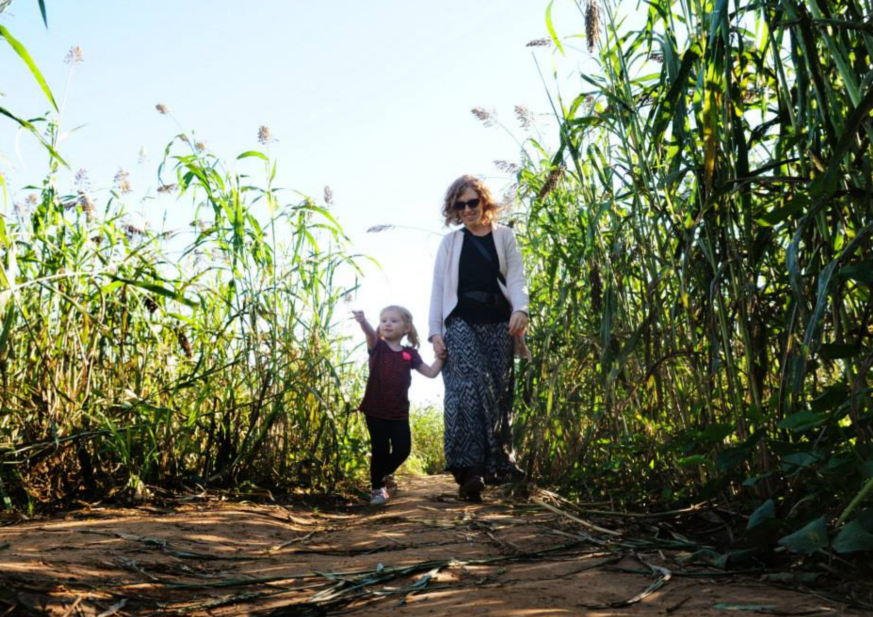 DixieMaze Farms announces it is closing after this year's Fall Festival