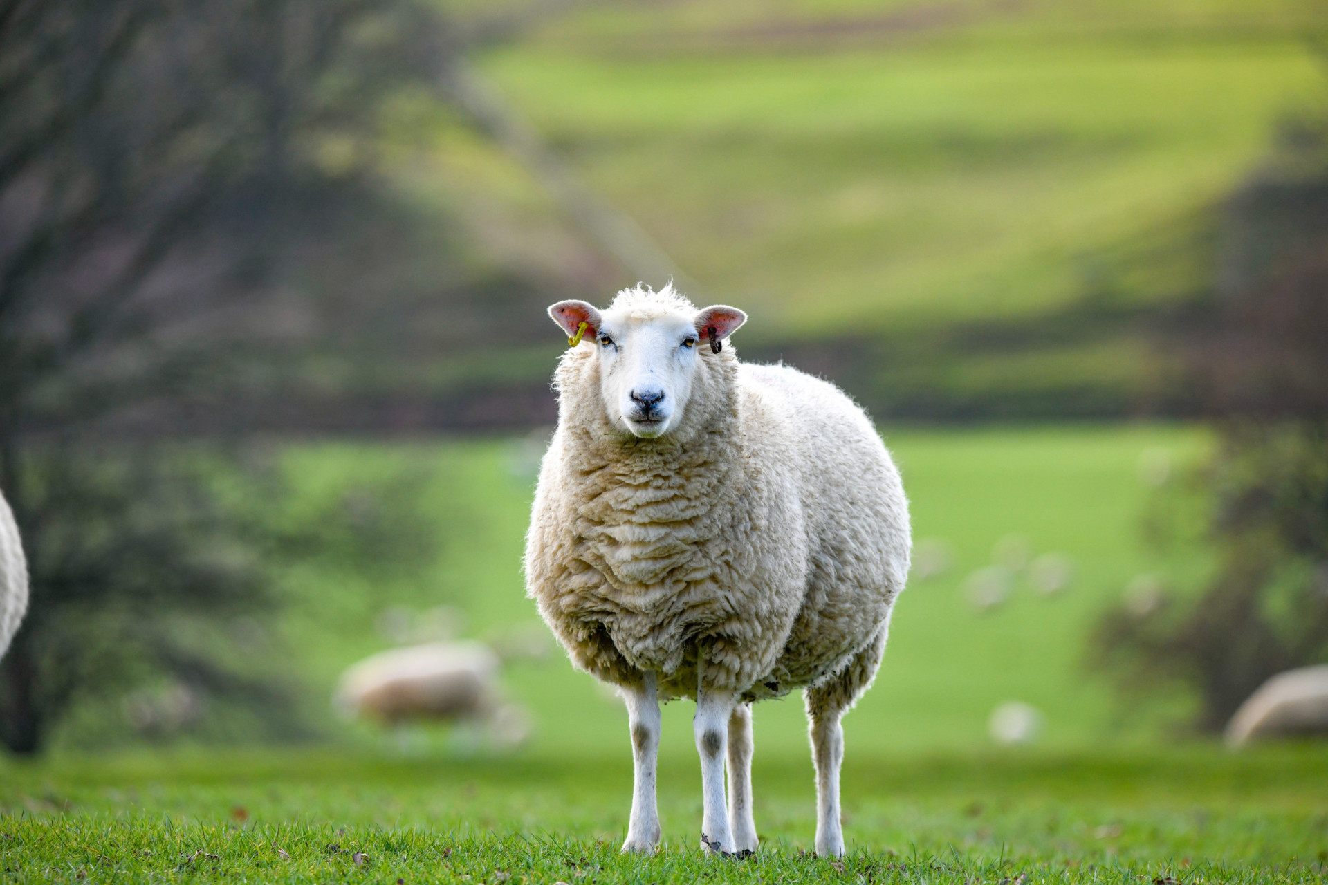 The world's most beloved sheep breeds