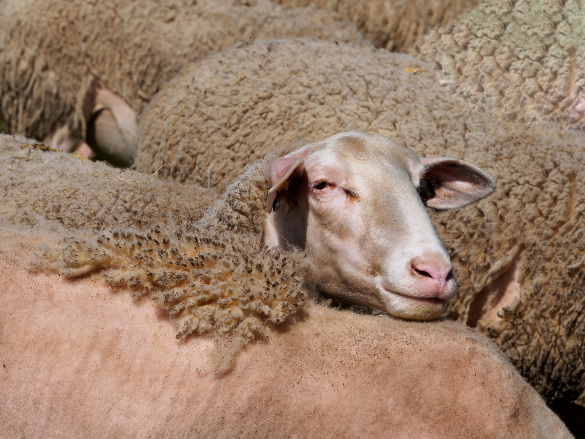 Strange and dangerous medical treatments from history