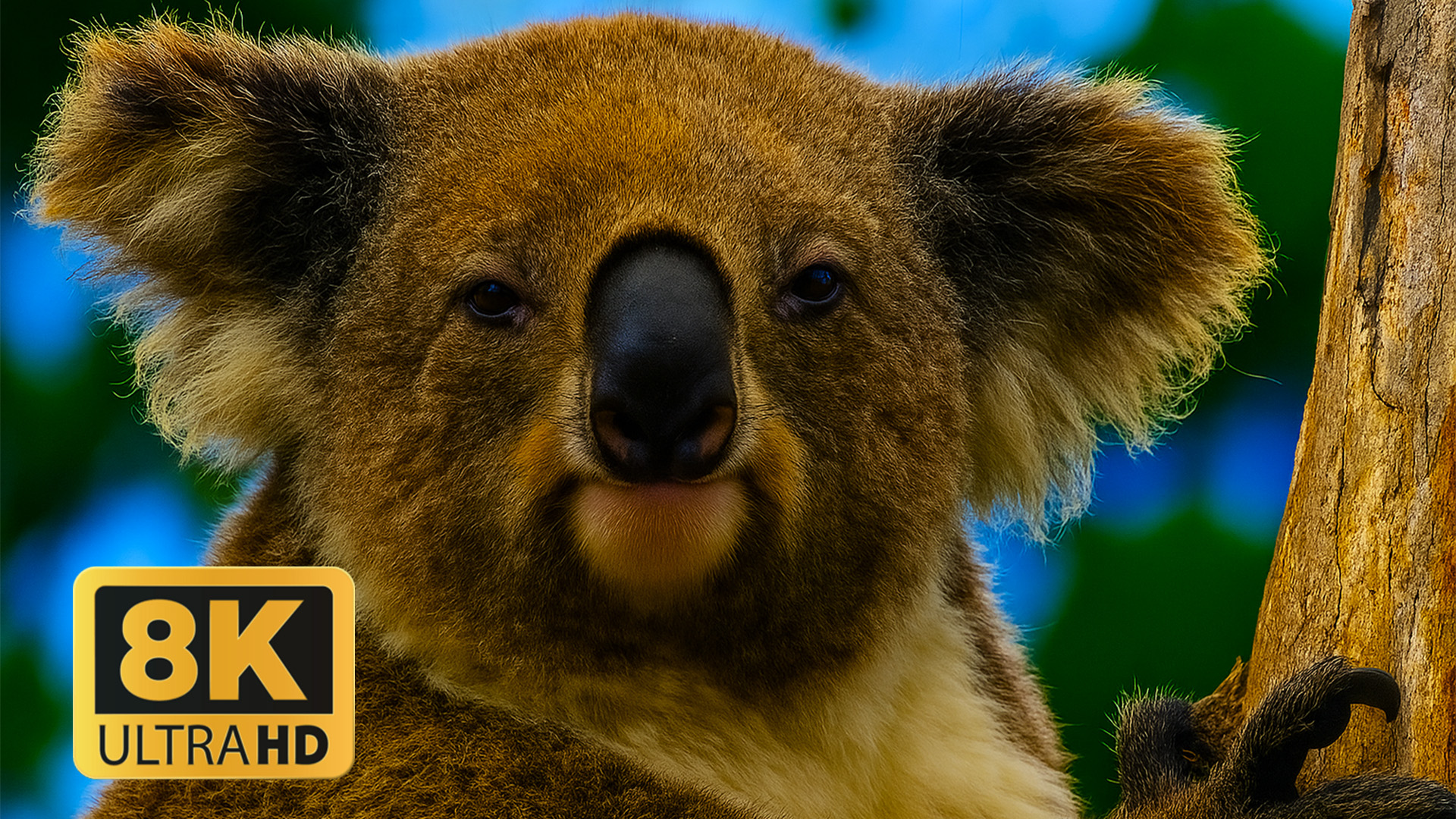 OLED Display Test Travel Footage | 12K HDR Dolby Vision™ in 120FPS ULTRA HD