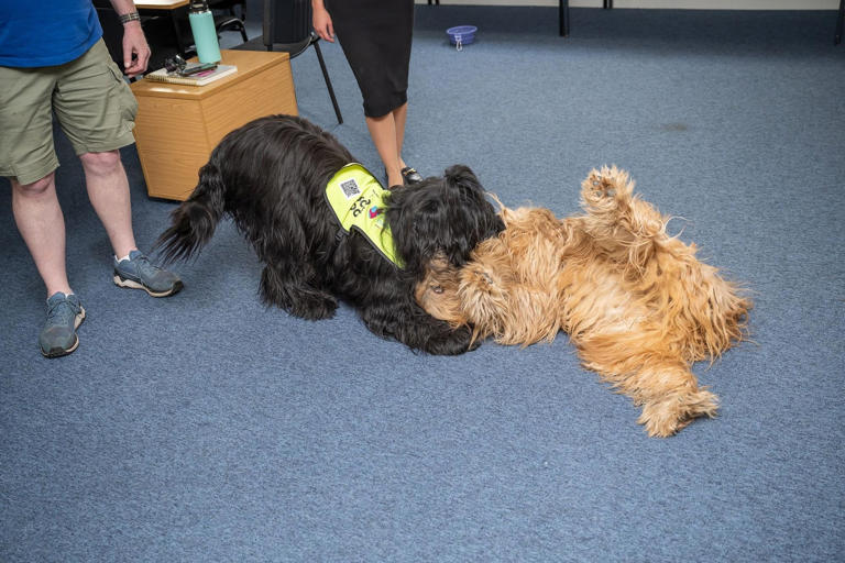 Homebuilder sponsors therapy dog services at Nottinghamshire hospitals