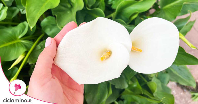 La forma a imbuto della calla nasconde un trucco perché non è un fiore