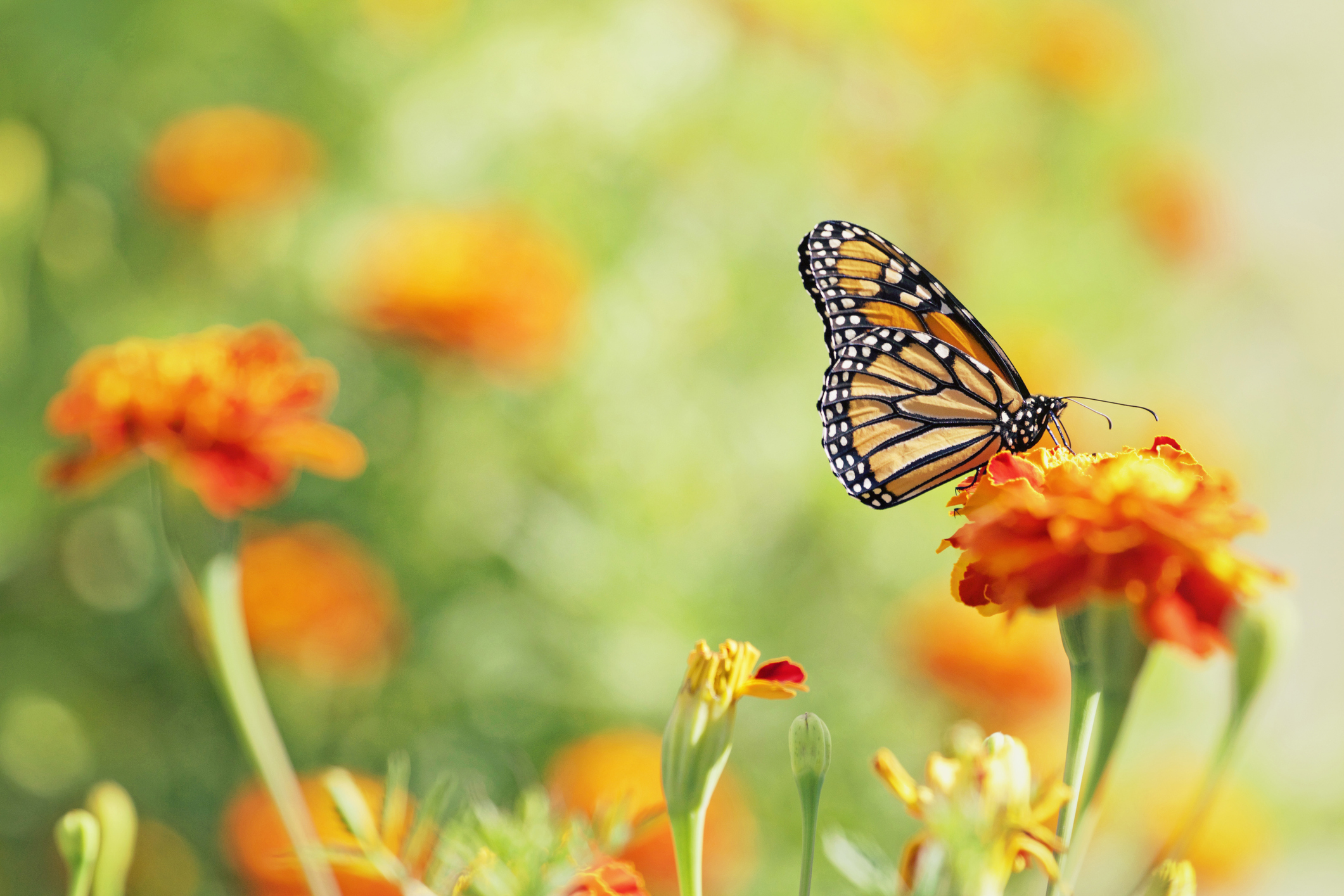 19 North American Butterflies You Might Spot in Your Backyard