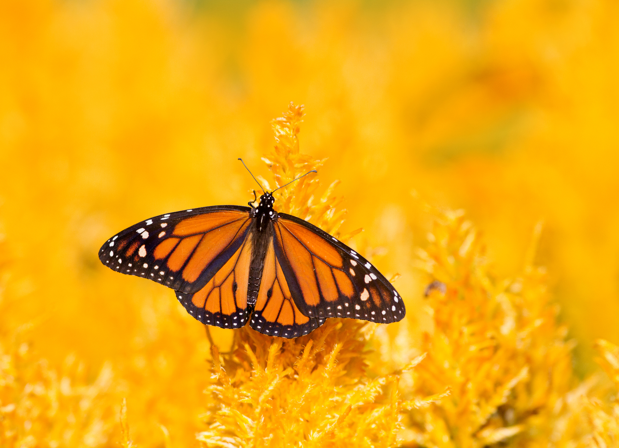 19 North American Butterflies You Might Spot in Your Backyard