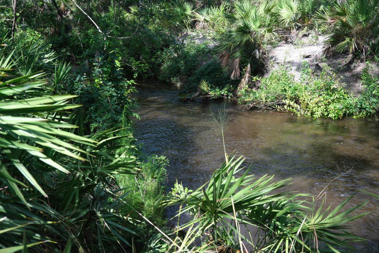 Manatee County is buying forest land around an old cemetery. Here's why