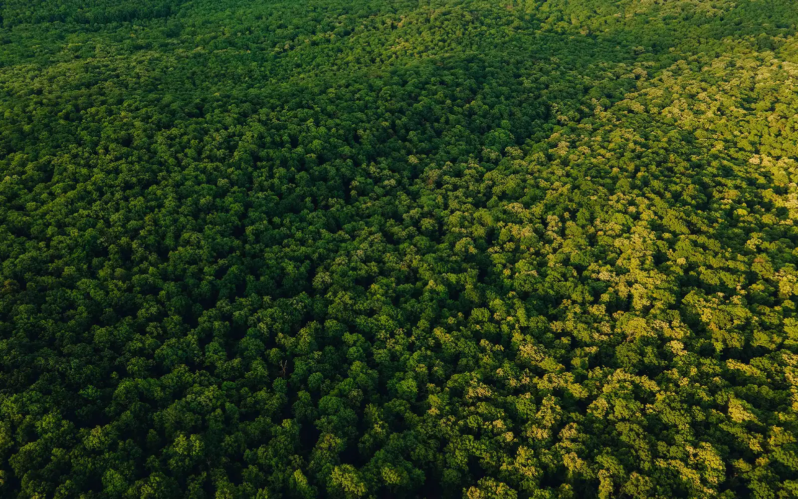 Deforestation in Brazil’s Amazon drops to lowest level since 2019