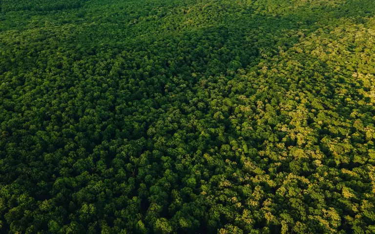 Deforestation in Brazil’s Amazon drops to lowest level since 2019