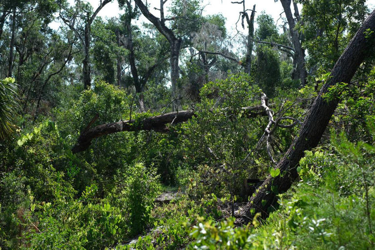 Manatee County is buying forest land around an old cemetery. Here's why