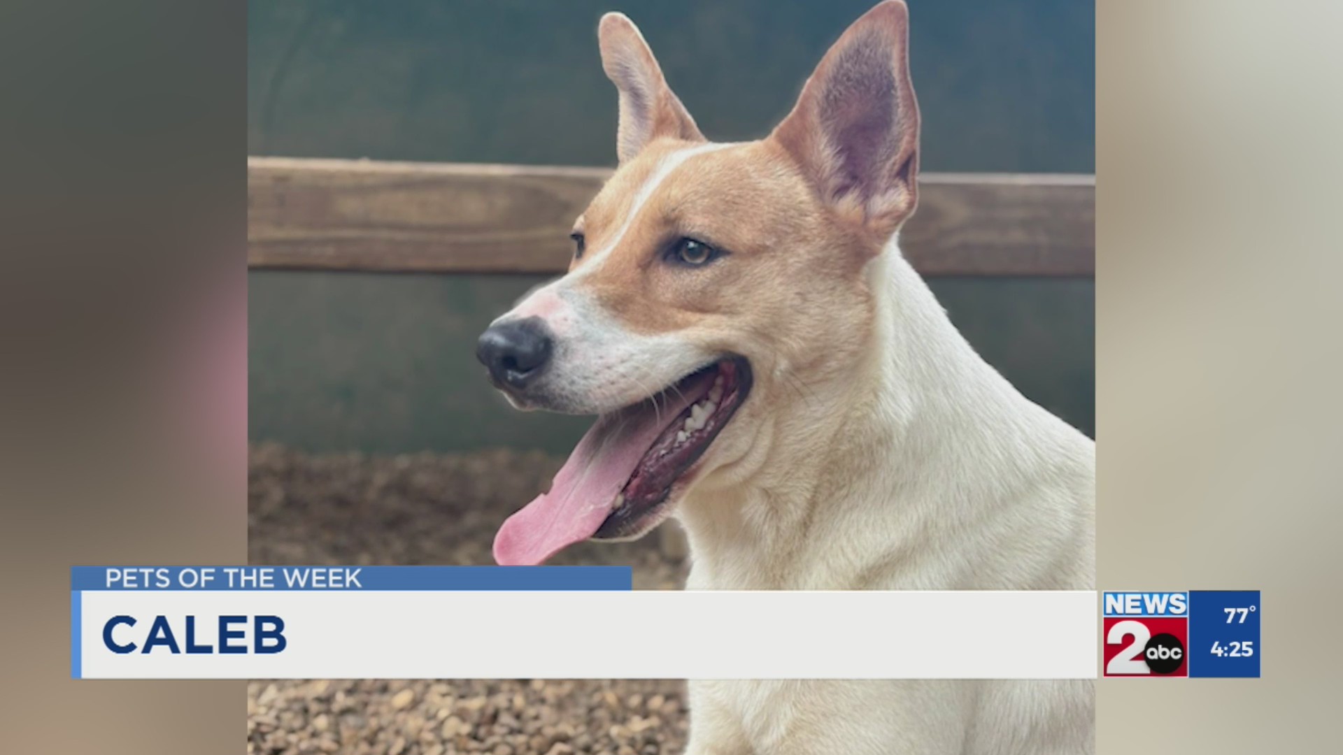 Pets of the Week for June 24, 2025