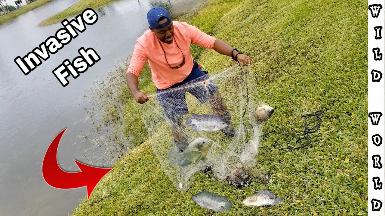 Filleting Invasive Fish to Feed My Monster Fish